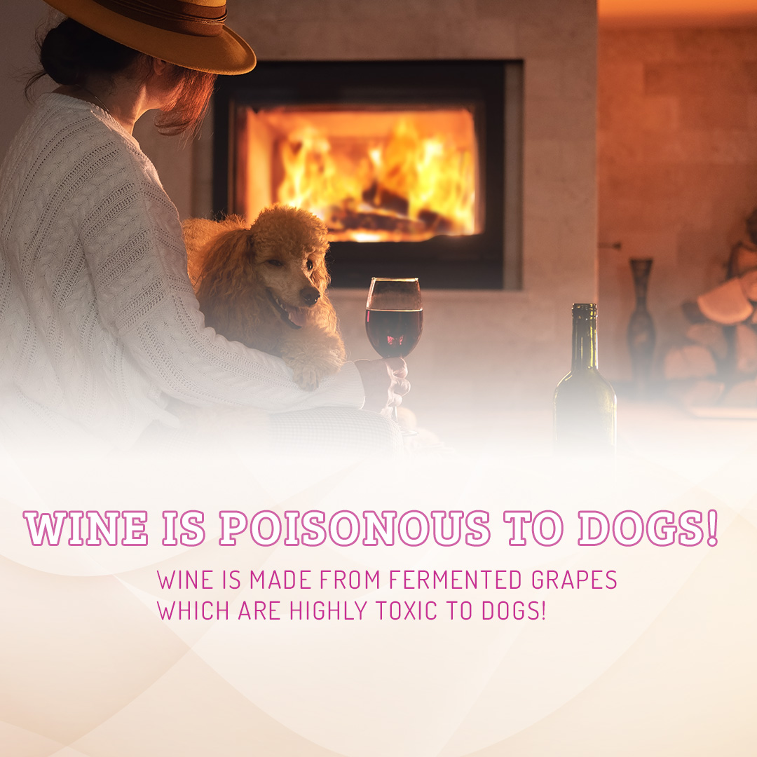 Can Dogs Drink Alcohol? - Alcohol Poisoning In Dogs I The Vet Set