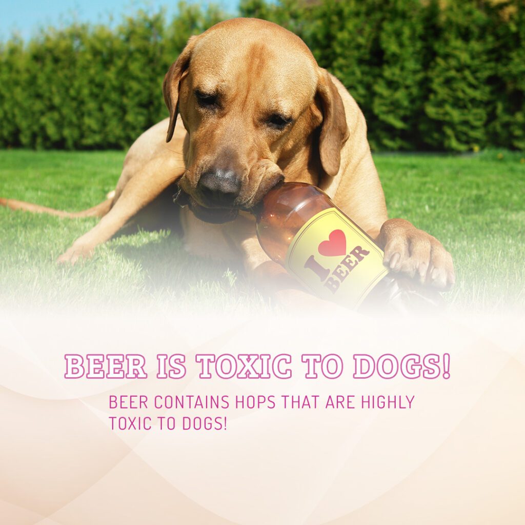 Can Dogs Drink Alcohol? - Alcohol Poisoning In Dogs I The Vet Set