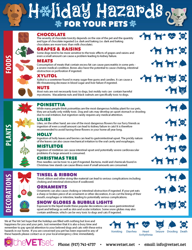 Holiday Hazards For Your Pet! - Vet Set