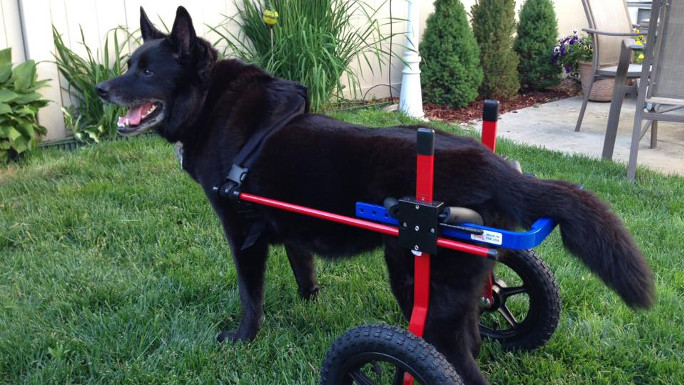 Degenerative Myelopathy - An ALS-Like Condition in Dogs - Vet Set