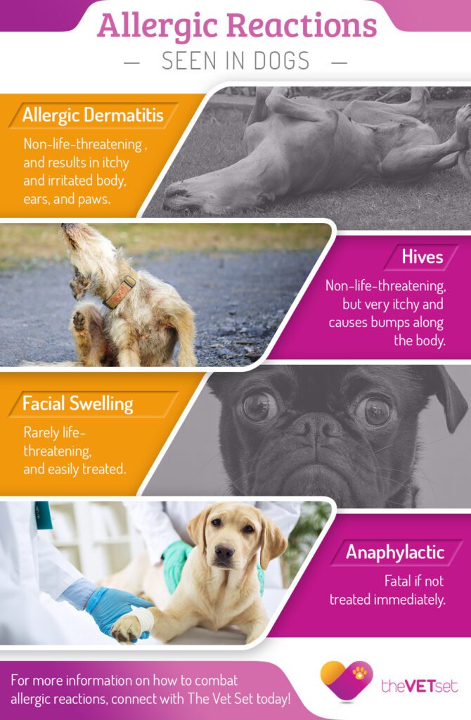 3 Types of Allergic Reactions in Dogs - Vet Set