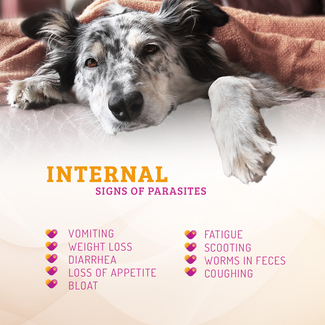 4 Common Parasites Found In Dogs - All About Parasites I The Vet Set