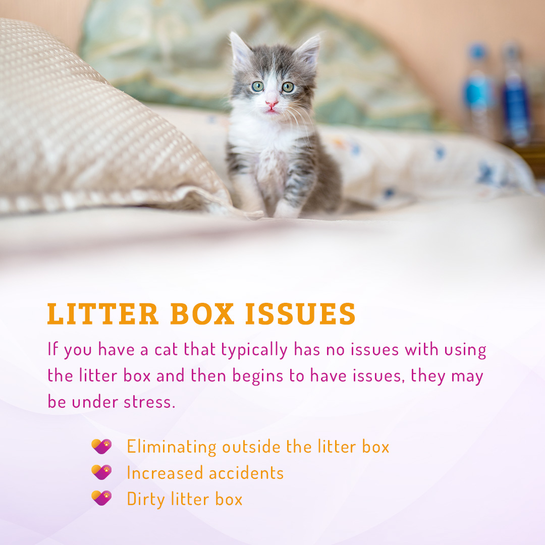 Is Your Cat Stressed? - Vet Set