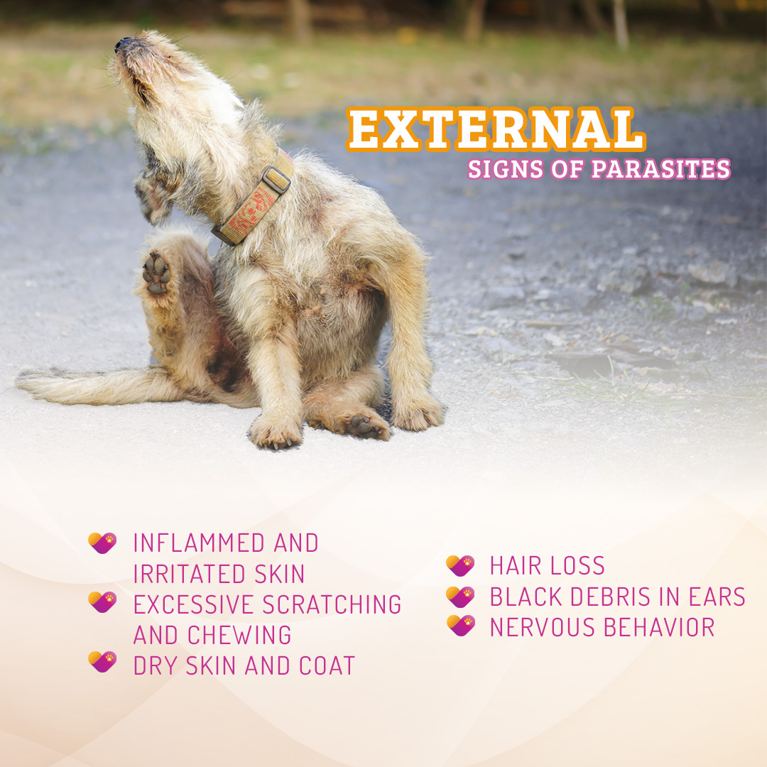 4 Common Parasites Found In Dogs - All About Parasites I The Vet Set