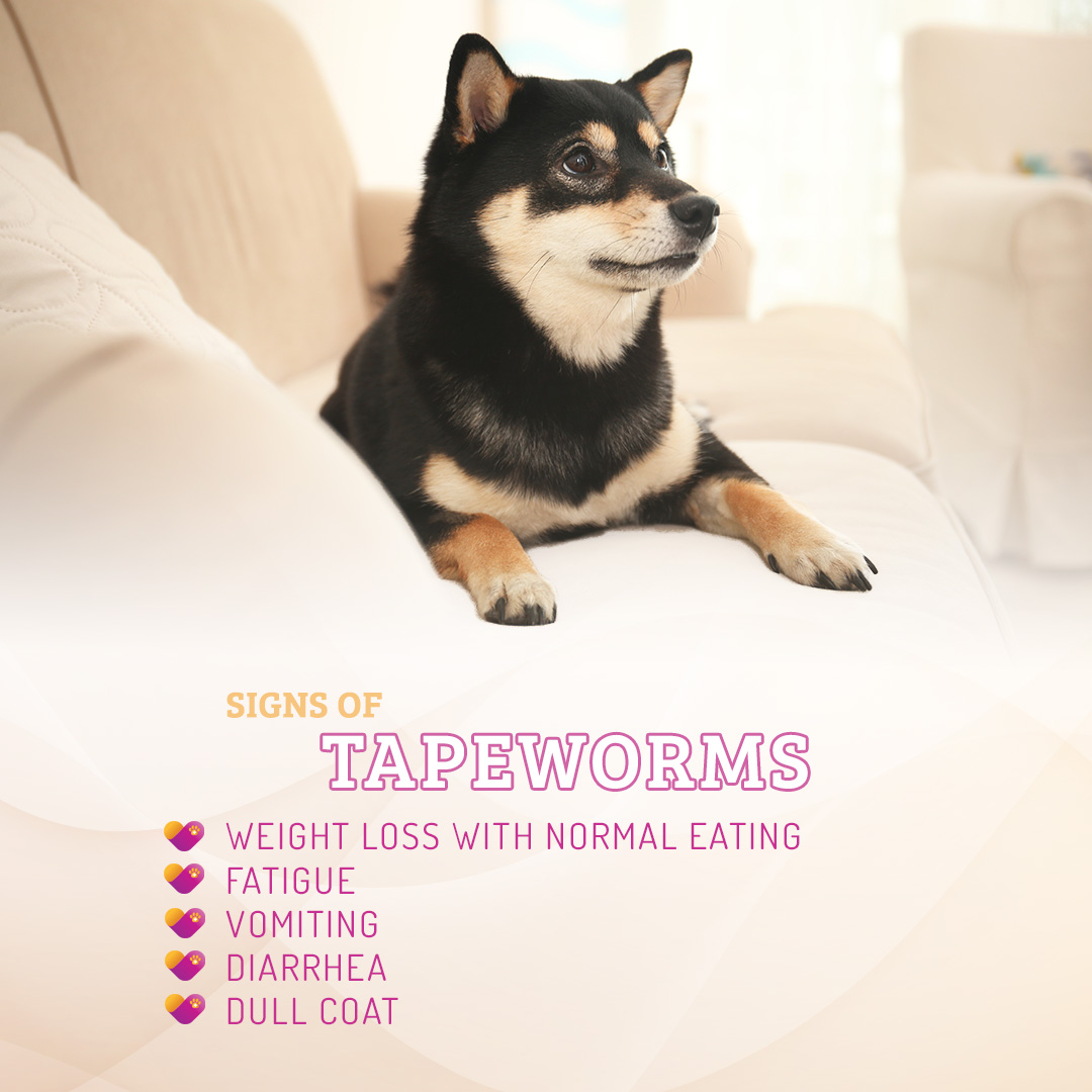 4 Common Parasites Found In Dogs - All About Parasites I The Vet Set