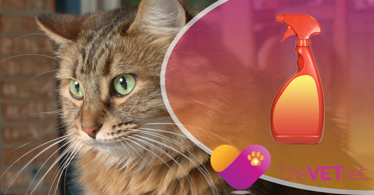 Veterinarian Carroll Gardens: Toxins Cat Owners Should be Aware of