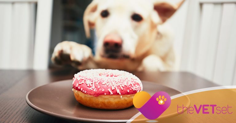 Dog Ate Something Bad | Vet Set Dog Safety Care Guide