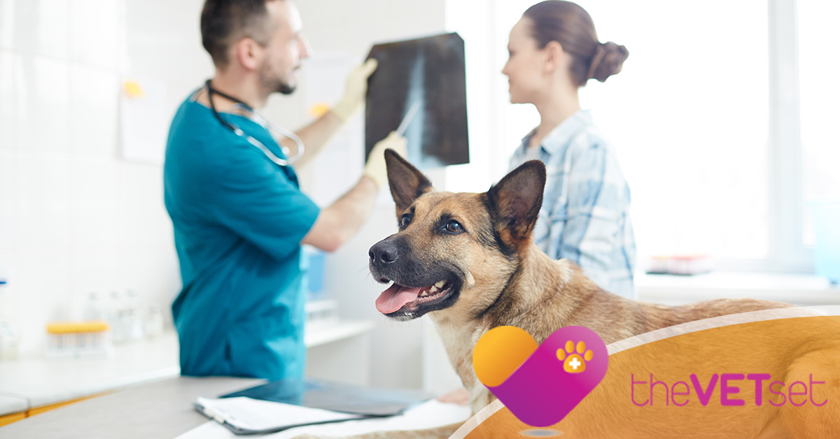 When Pets Need Medical Imaging - Vet Set