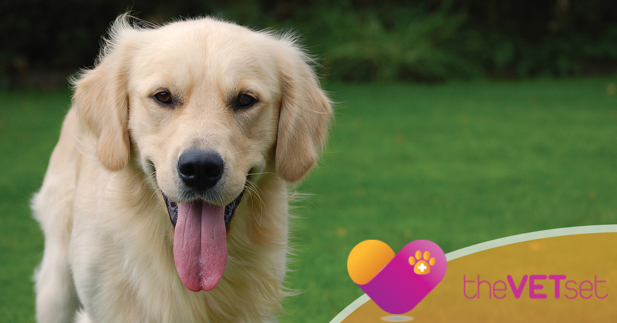 Animal Hospital Carroll Gardens: Your Guide to Finding a Dog