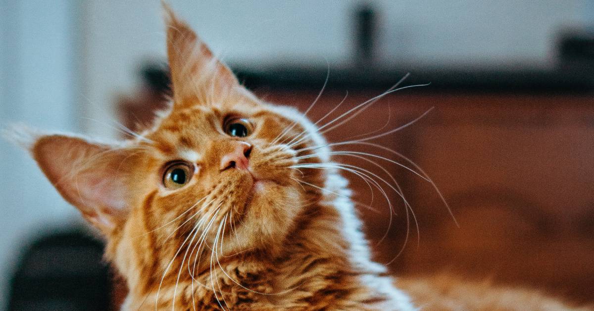 Behind Your Cat’s Attention-Seeking Behavior - Cat Vet in Carroll ...