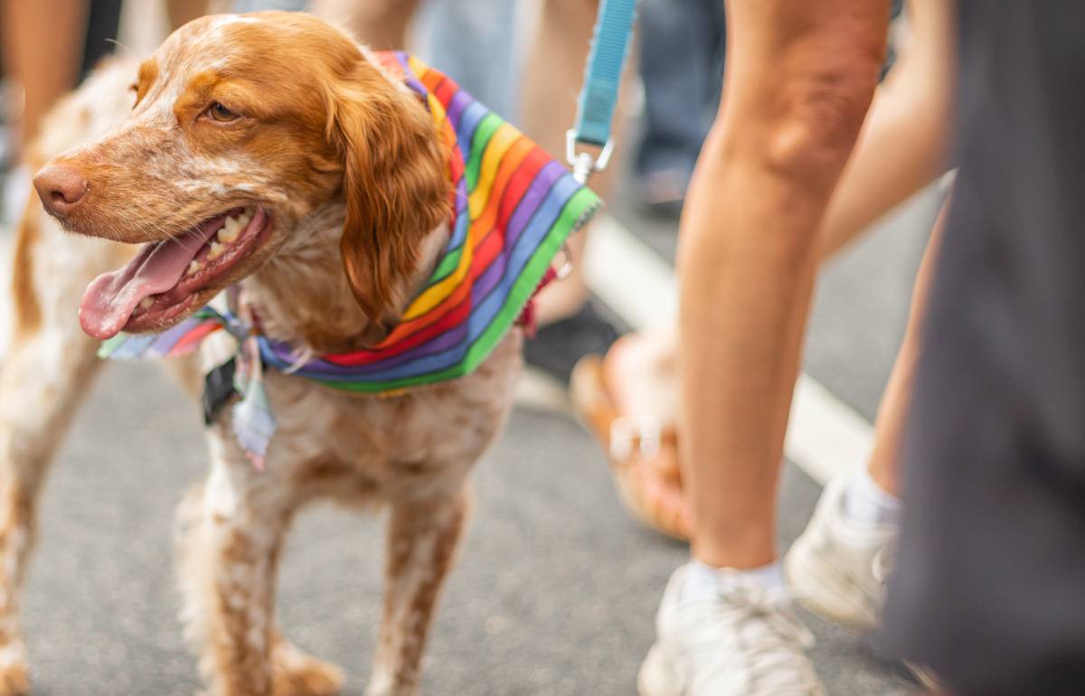 How To Safely Run With Your Dog - Vet Set